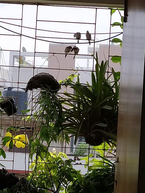 Les Oiseaux Au Balcon Amour Petit - Photo gratuite sur Pixabay - Pixabay