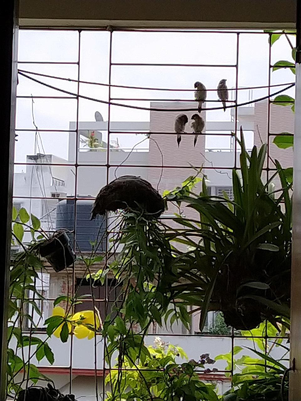 Les Oiseaux Au Balcon Amour Petit - Photo gratuite sur Pixabay - Pixabay