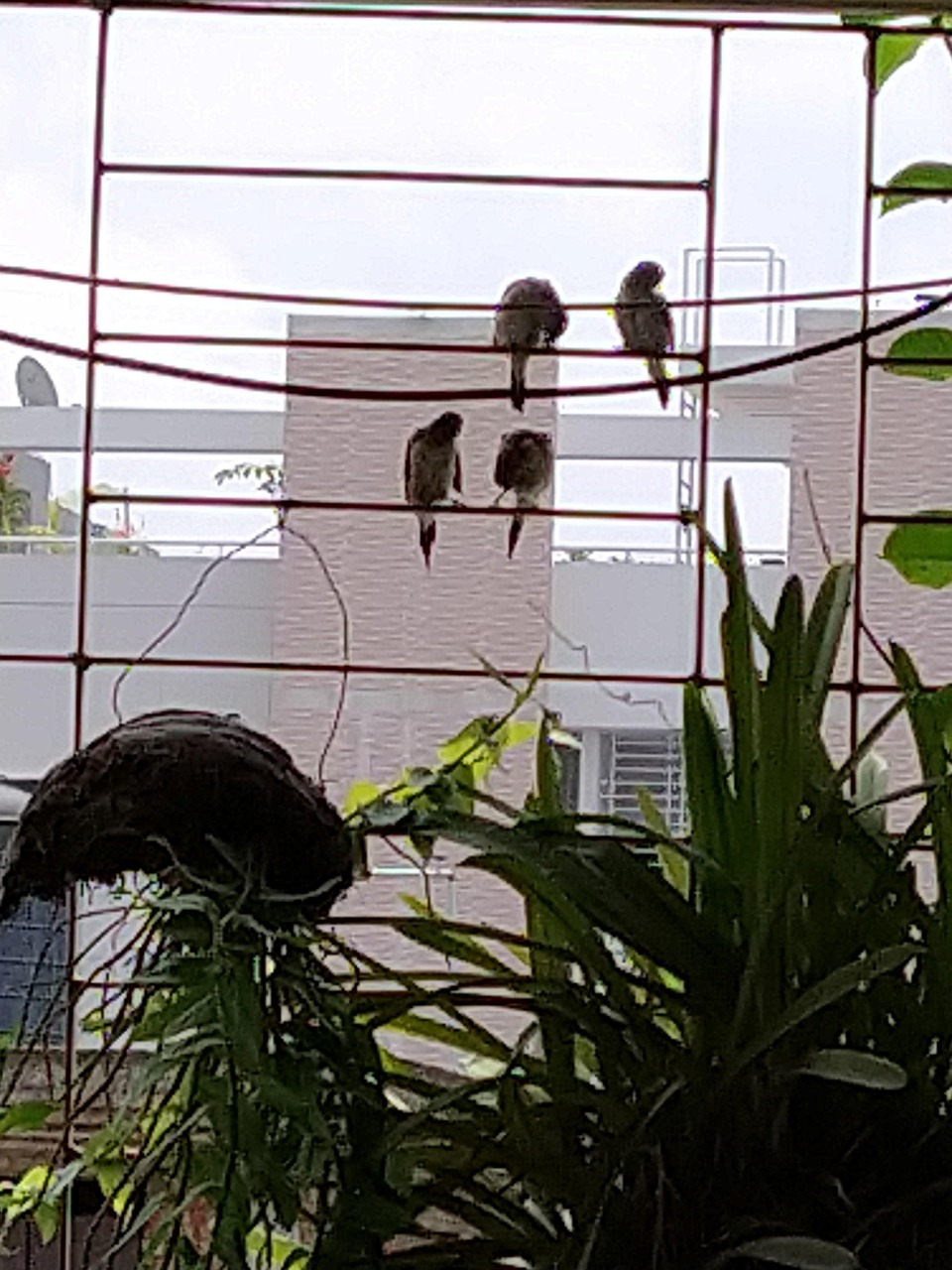 Les Oiseaux Au Balcon Amour Petit - Photo gratuite sur Pixabay - Pixabay