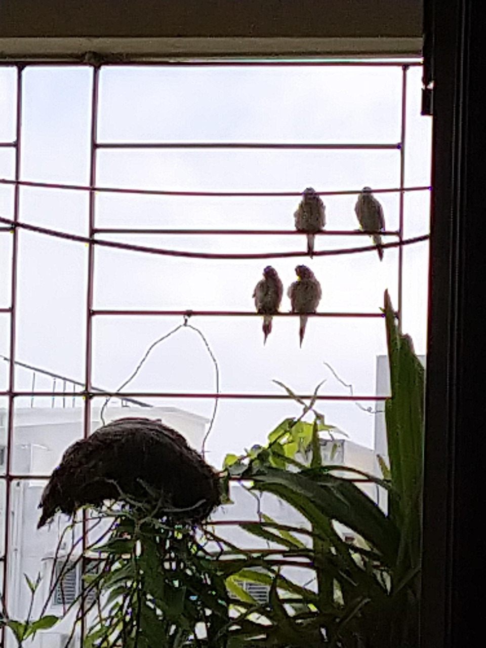 Las Aves En El Balcón Amor - Foto gratis en Pixabay - Pixabay