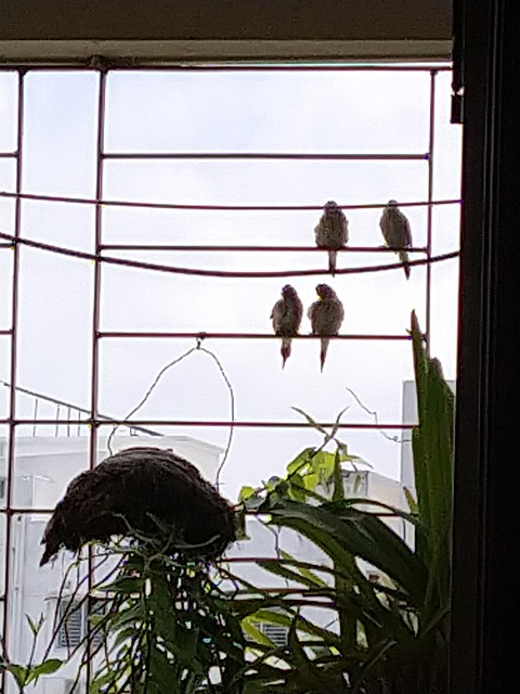Birds At Balcony Love Tiny - Free photo on Pixabay - Pixabay