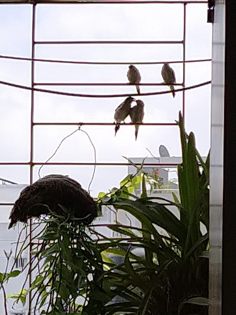 Les Oiseaux Au Balcon Amour Petit - Photo gratuite sur Pixabay - Pixabay