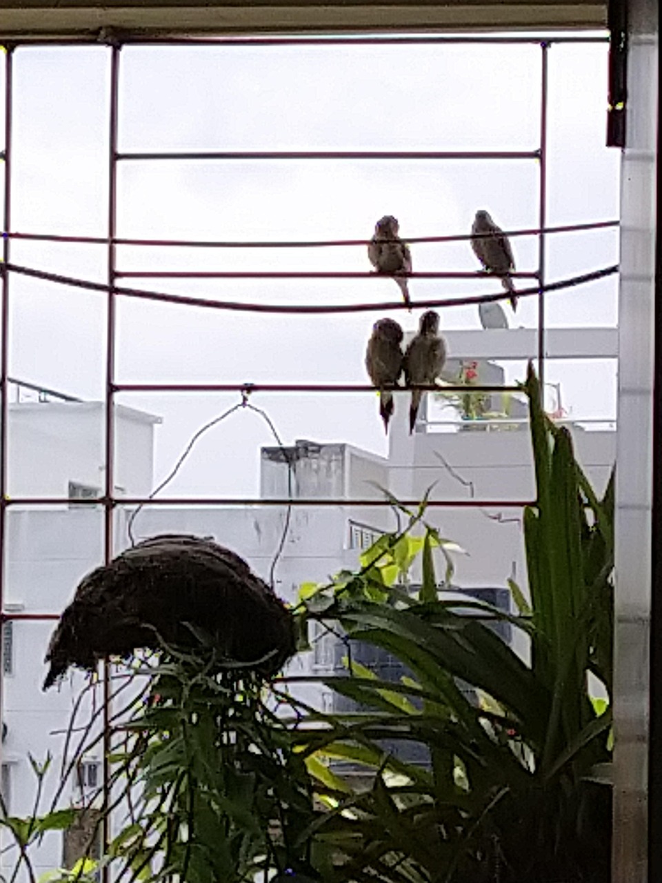 Les Oiseaux Au Balcon Amour Petit - Photo gratuite sur Pixabay - Pixabay