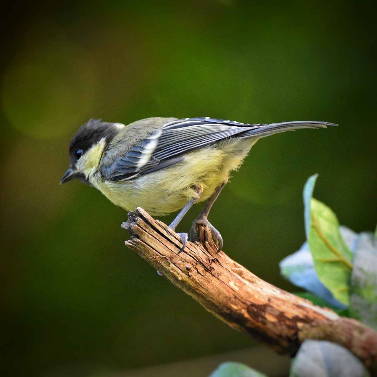 Great Tit Bird Nature - Free photo on Pixabay