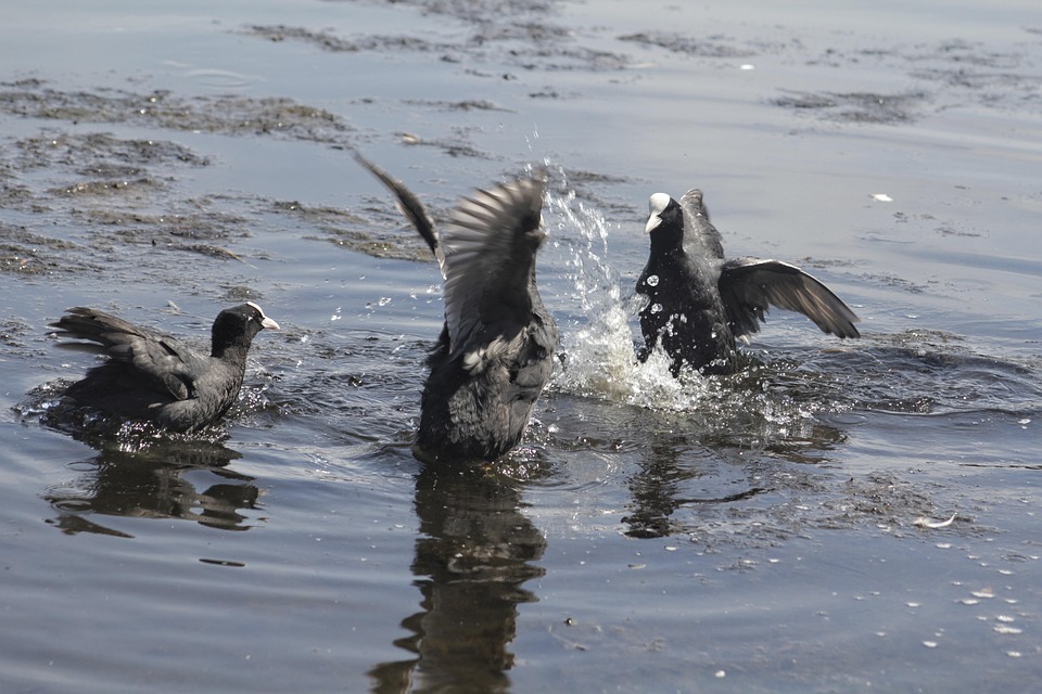 Coots Brigando Pássaros Aquáticos - Foto gratuita no Pixabay - Pixabay
