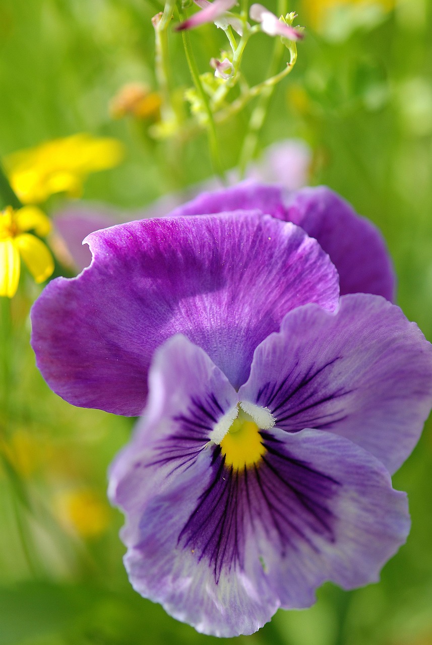 Pensée Mauve Alto - Photo gratuite sur Pixabay - Pixabay