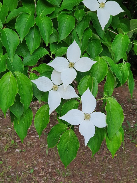 Branco Flores Verde - Foto gratuita no Pixabay - Pixabay