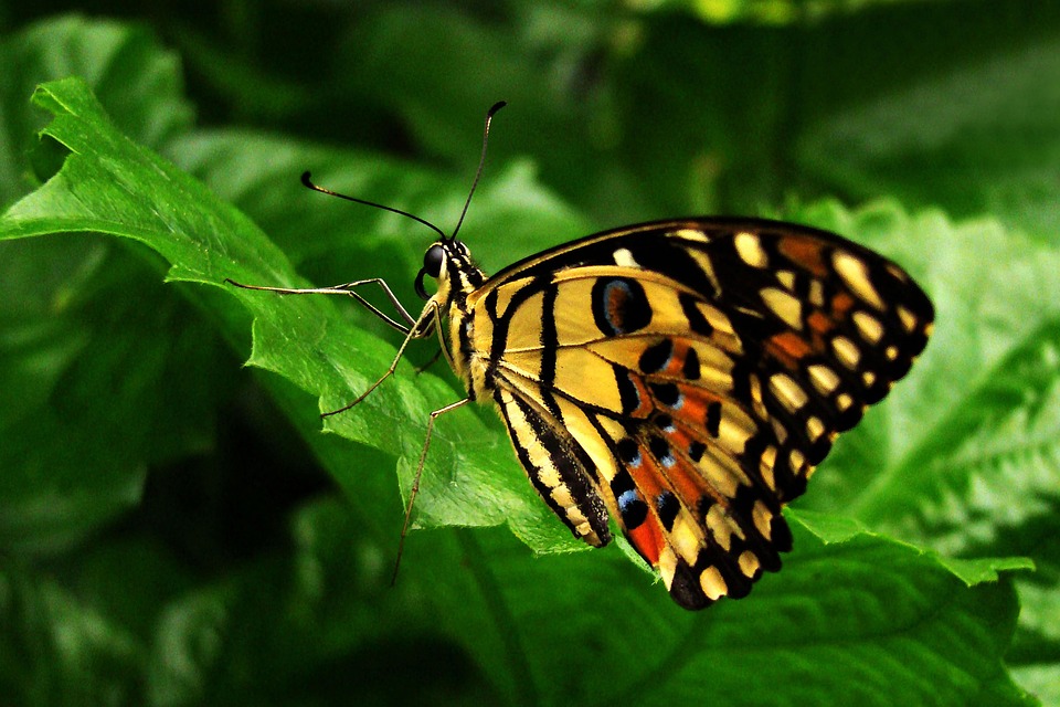 Butterfly Day Sheets - Free photo on Pixabay - Pixabay
