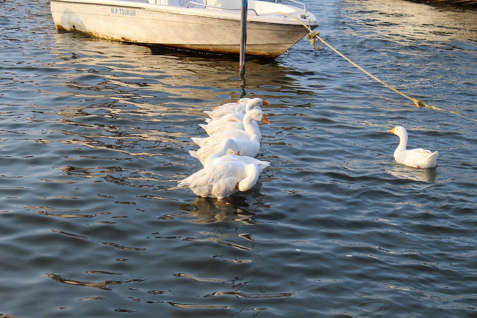 Goose Ducks Wildlife - Free photo on Pixabay