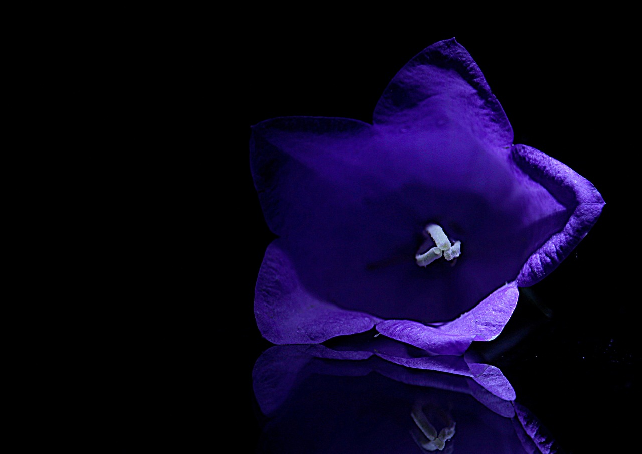 Bell Flower Bloom - Free photo on Pixabay
