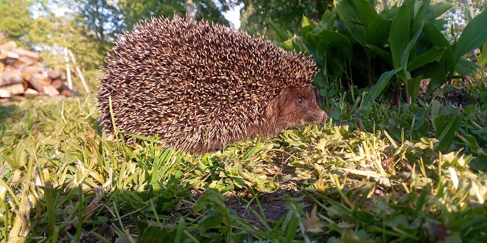 Igel Wald - Kostenloses Foto auf Pixabay - Pixabay