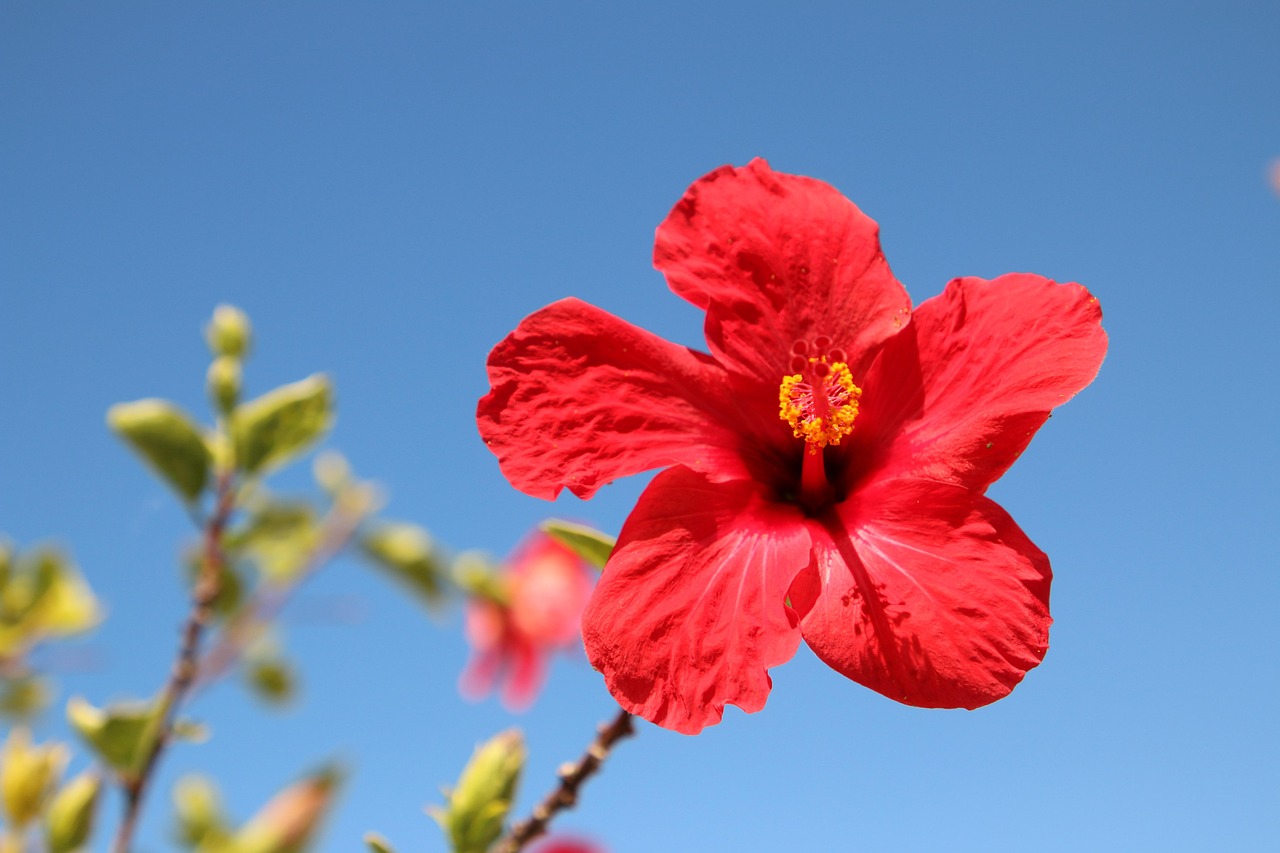 Hibiscus Fleur La Nature - Photo gratuite sur Pixabay - Pixabay