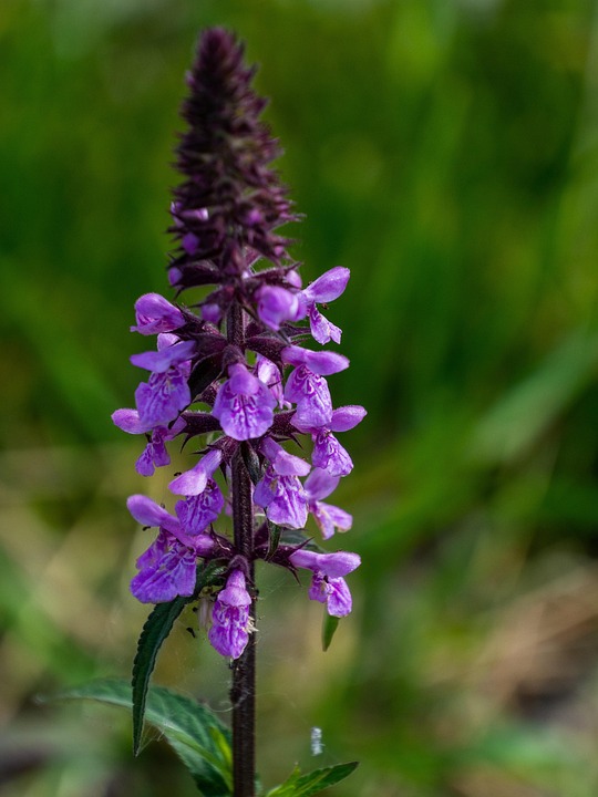 Bloom Plant Purple - Free photo on Pixabay