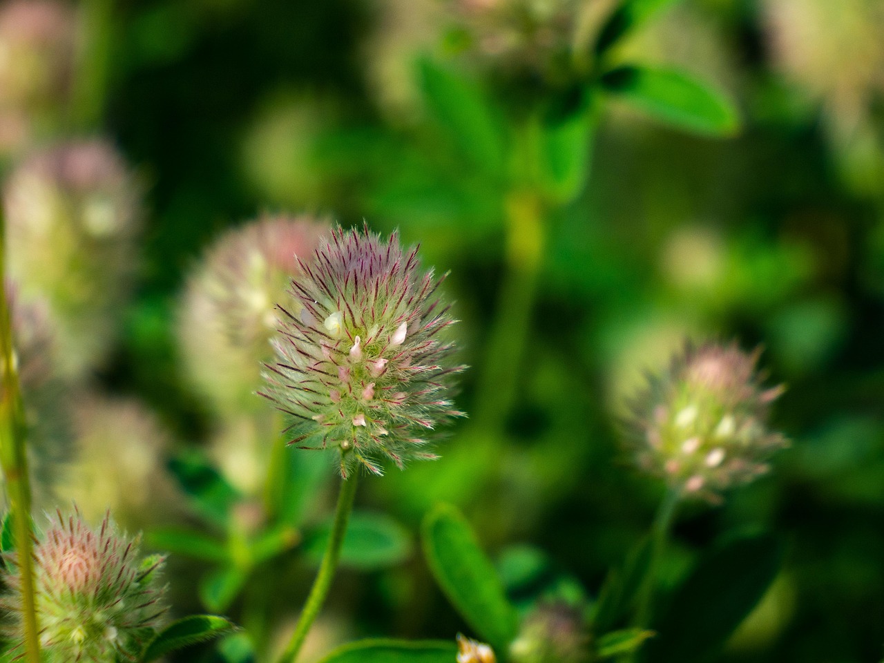 Small Bloom Flowering - Free photo on Pixabay - Pixabay