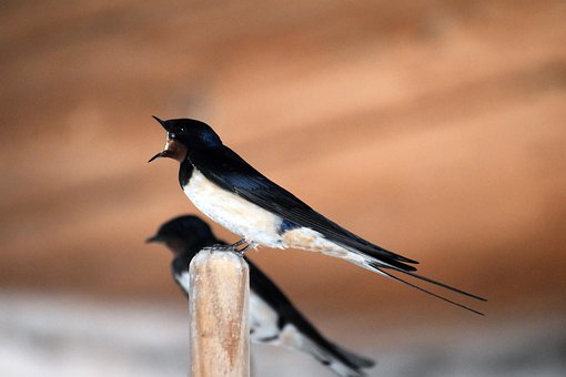 200+ kostenlose Schwalben und Vogel-Bilder - Pixabay