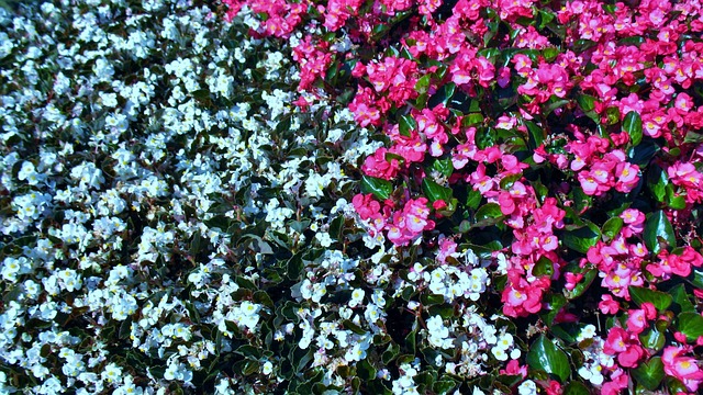 San Marino Flowers Colors - Free photo on Pixabay - Pixabay