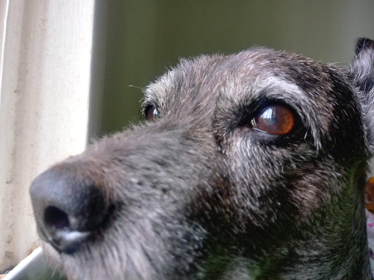 Anjing Lihat Satwa - Foto gratis di Pixabay - Pixabay