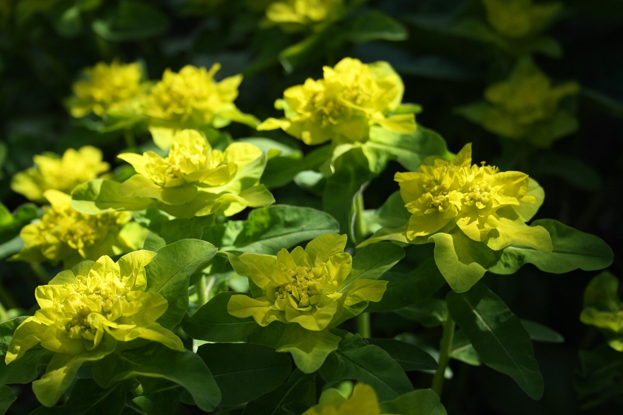 300,000+ Free Euphorbia Plant & Euphorbia Images - Pixabay