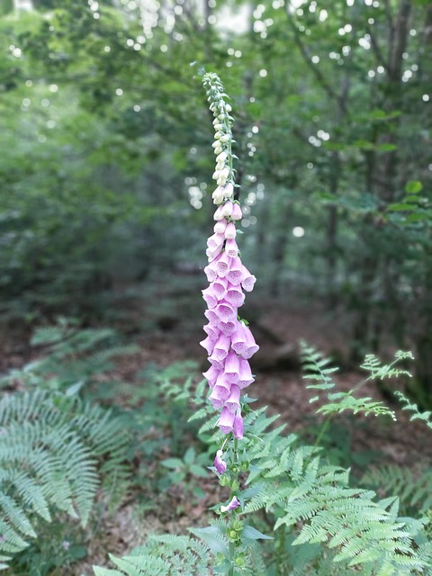 Flower Fox Hand Pink Forest Bell - Free photo on Pixabay - Pixabay