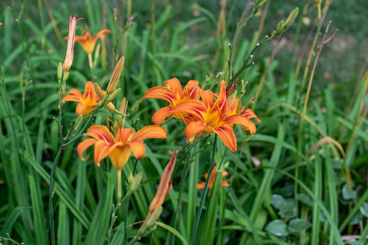 40+ Free Fire-Lily & Fire Lily Images - Pixabay