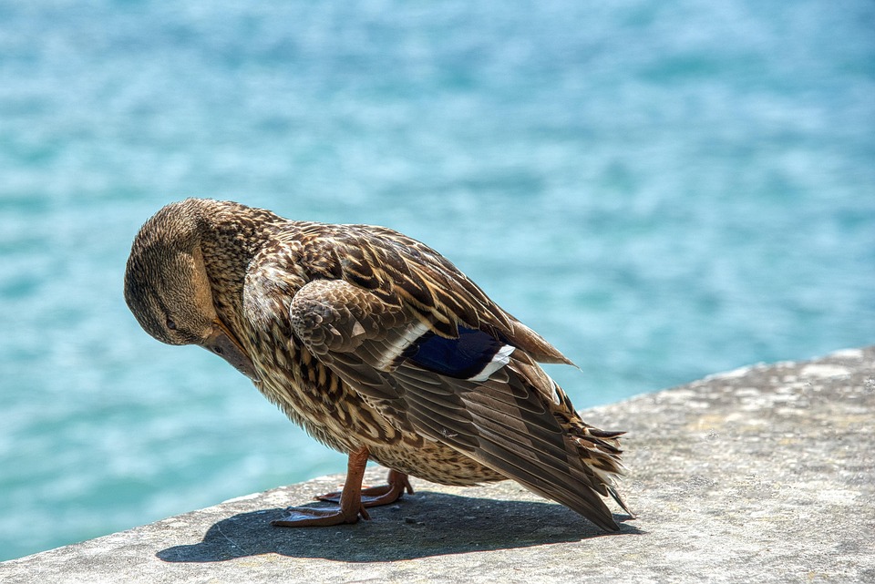 Pato Real Anas Platyrhynchos - Foto gratis en Pixabay