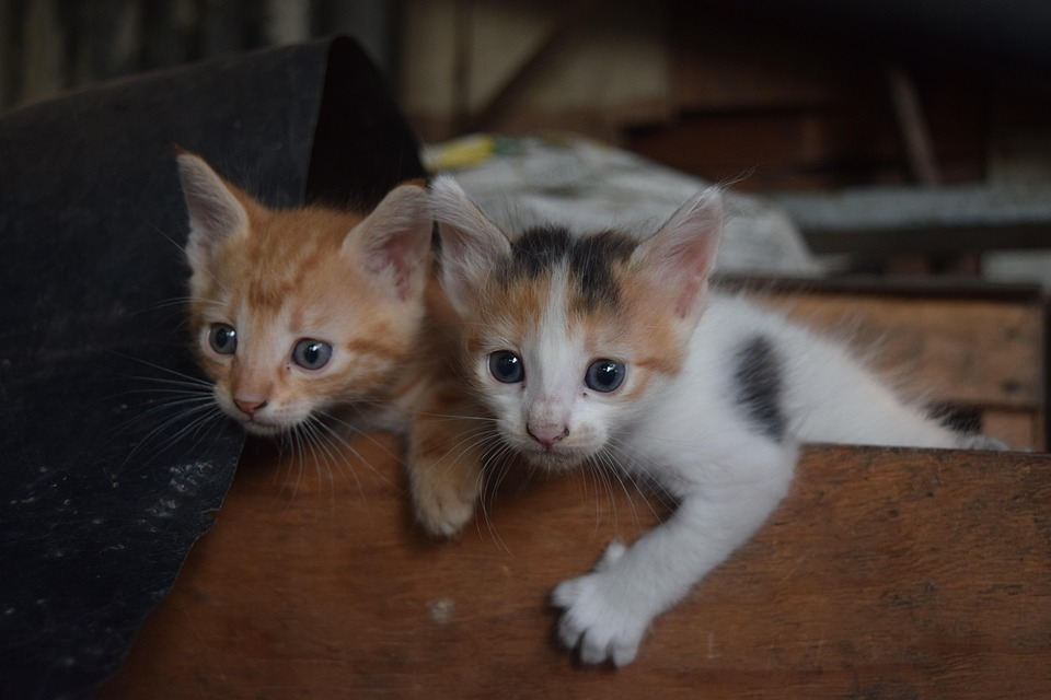 Chats Chatons Boite En Bois Les - Photo gratuite sur Pixabay - Pixabay