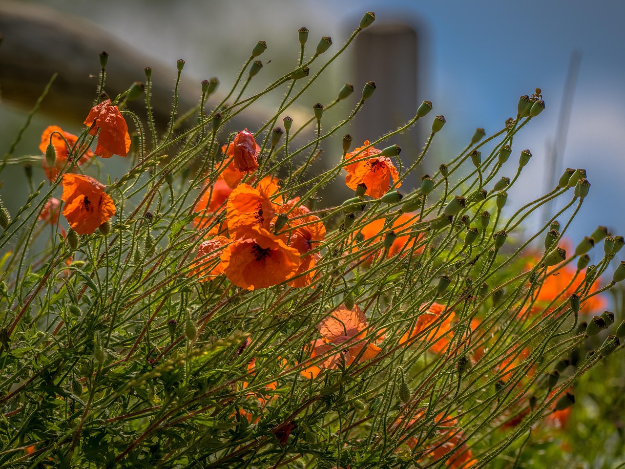 Bunga Poppy Padang Rumput Foto Gratis Di Pixabay Pixabay