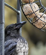 Raven Bird Crows Eat - Free photo on Pixabay