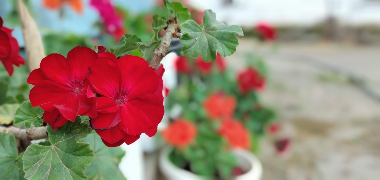 Flor Gerânio - Foto gratuita no Pixabay - Pixabay