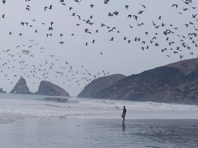 Sea Square Birds - Free photo on Pixabay - Pixabay