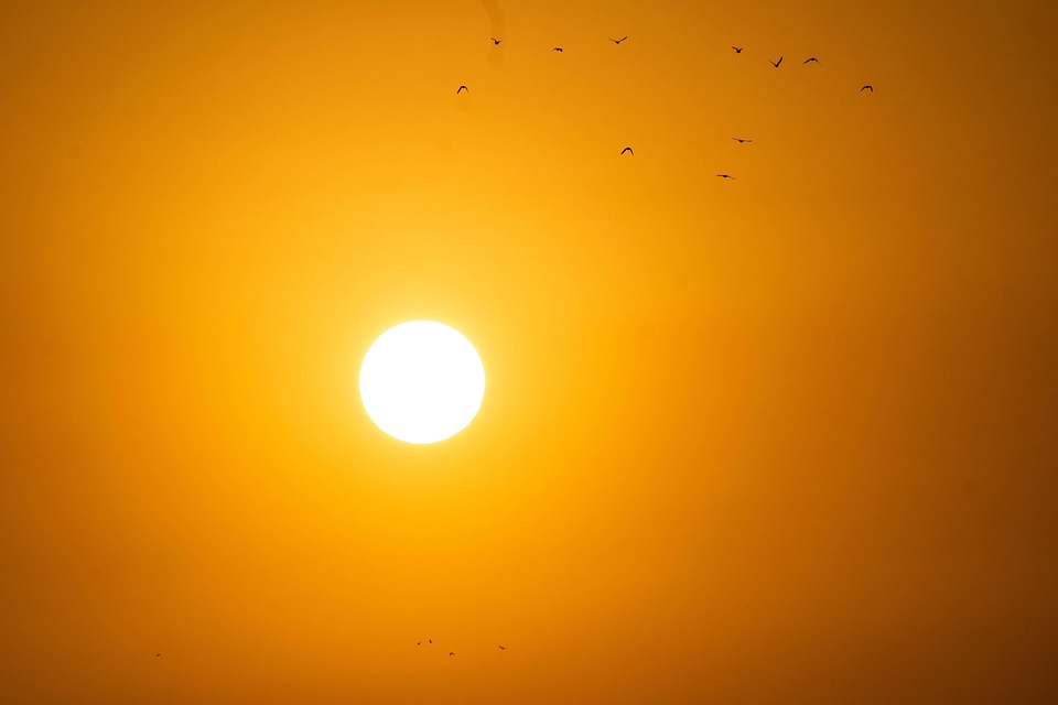 Sunrise Birds Morning - Free photo on Pixabay