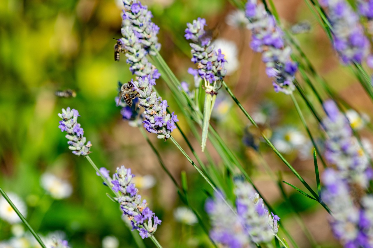Bunga Taman Alam Mekar - Foto gratis di Pixabay - Pixabay