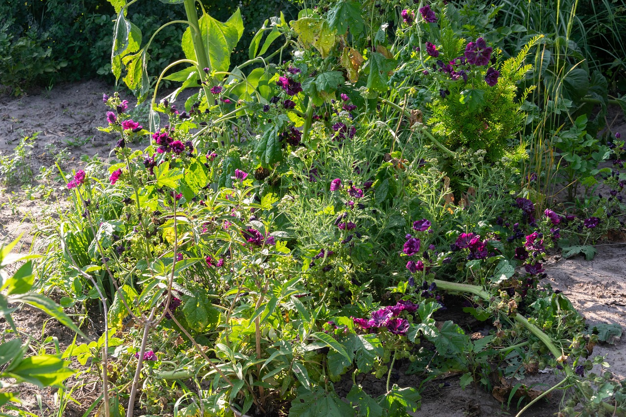 Bunga Taman Alam Mekar - Foto gratis di Pixabay - Pixabay