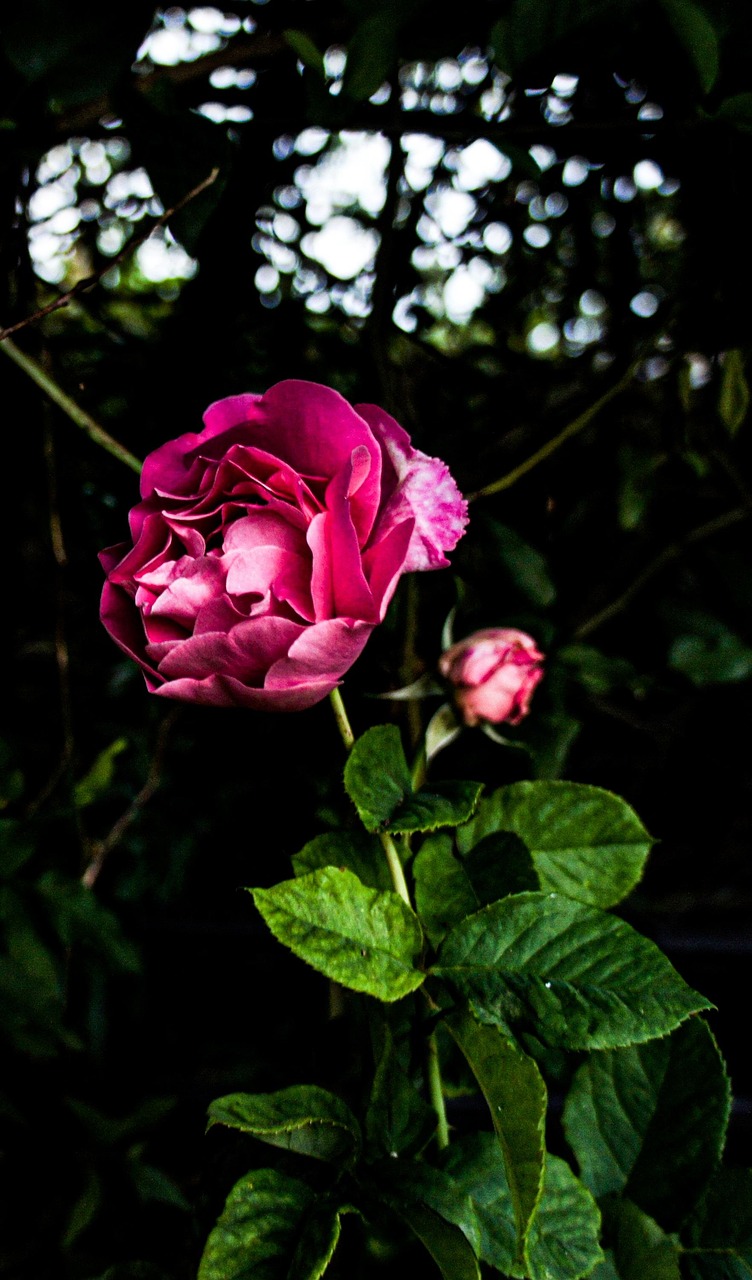 Pink Mawar Bunga Musim - Foto gratis di Pixabay - Pixabay