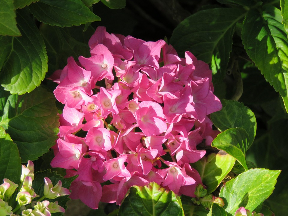 Hydrangea Tanaman Bunga - Foto gratis di Pixabay - Pixabay