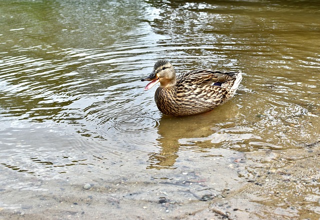 Animal Nature Lac - Photo gratuite sur Pixabay - Pixabay