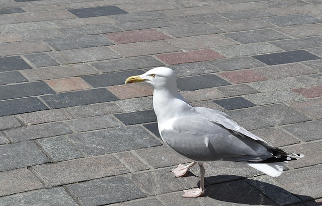 Animal Gull Outside - Free photo on Pixabay - Pixabay