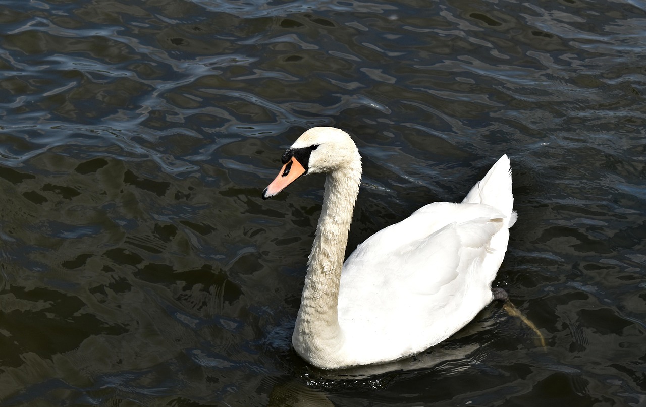 Cisne Animal Natureza - Foto gratuita no Pixabay - Pixabay