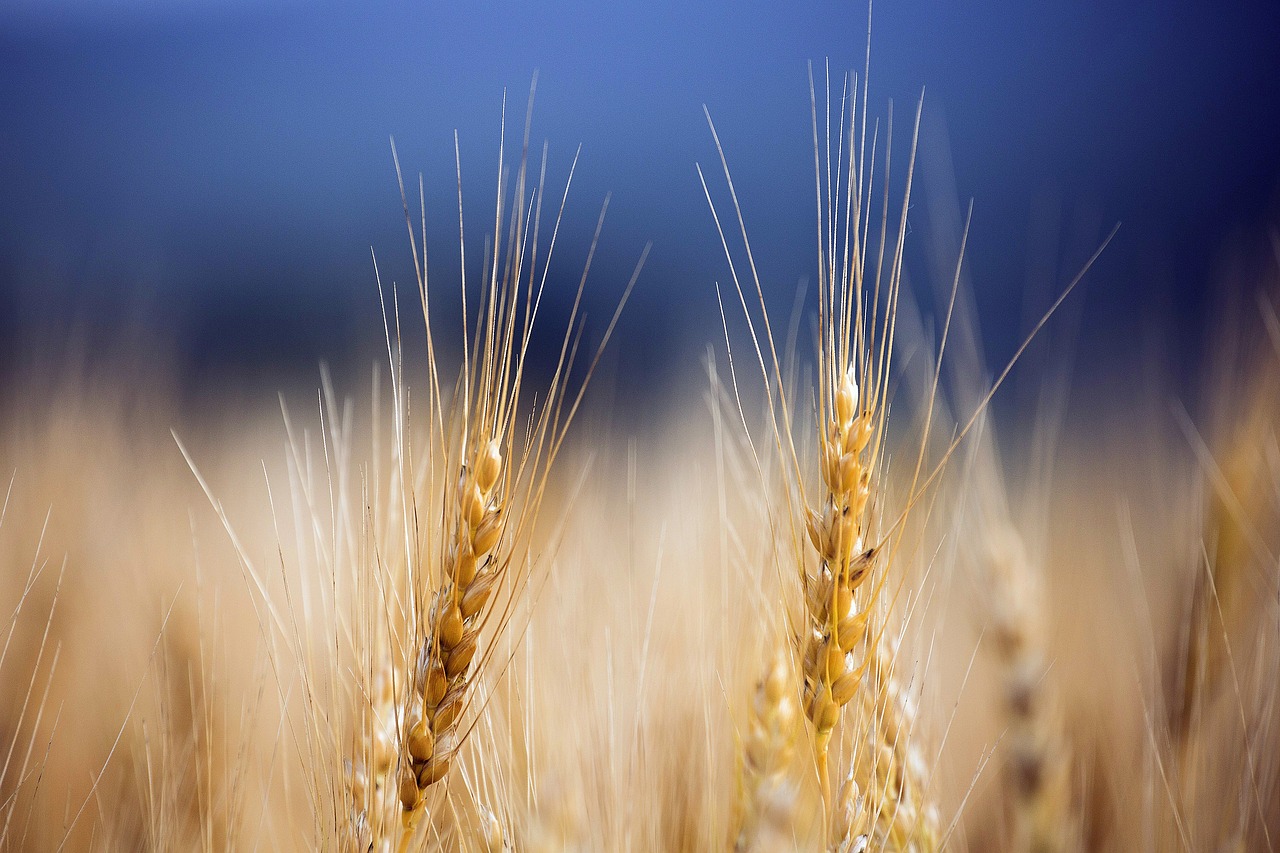 Hokkaido Japan Wheat - Free photo on Pixabay