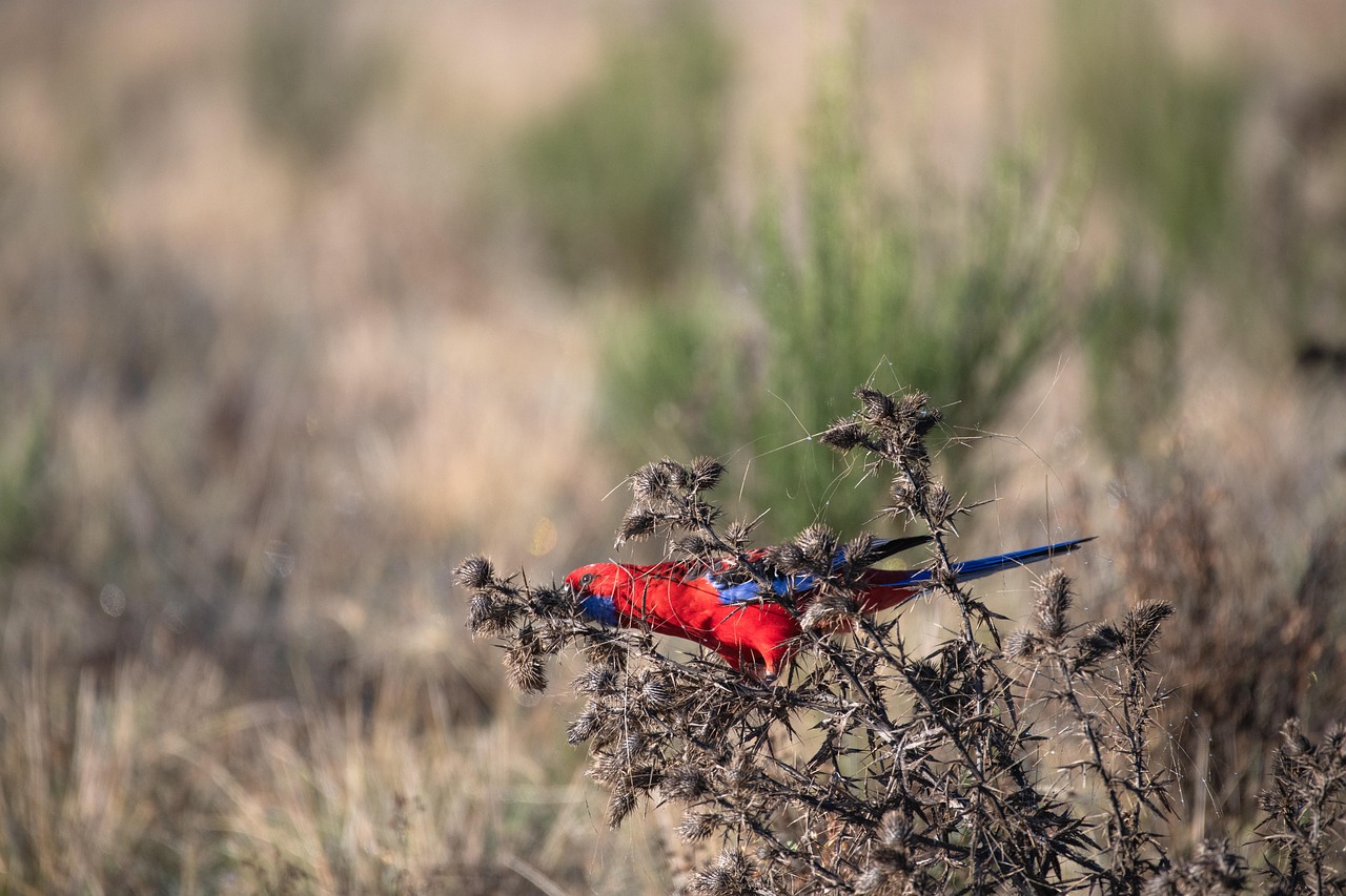 Crimson Rosella Bird Avian - Free photo on Pixabay - Pixabay