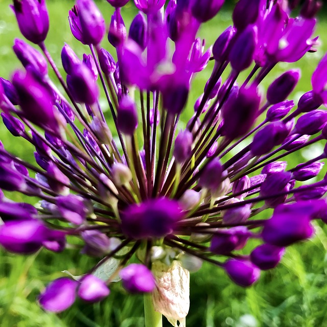 Cebola Ornamental Allium Flor - Foto gratuita no Pixabay - Pixabay