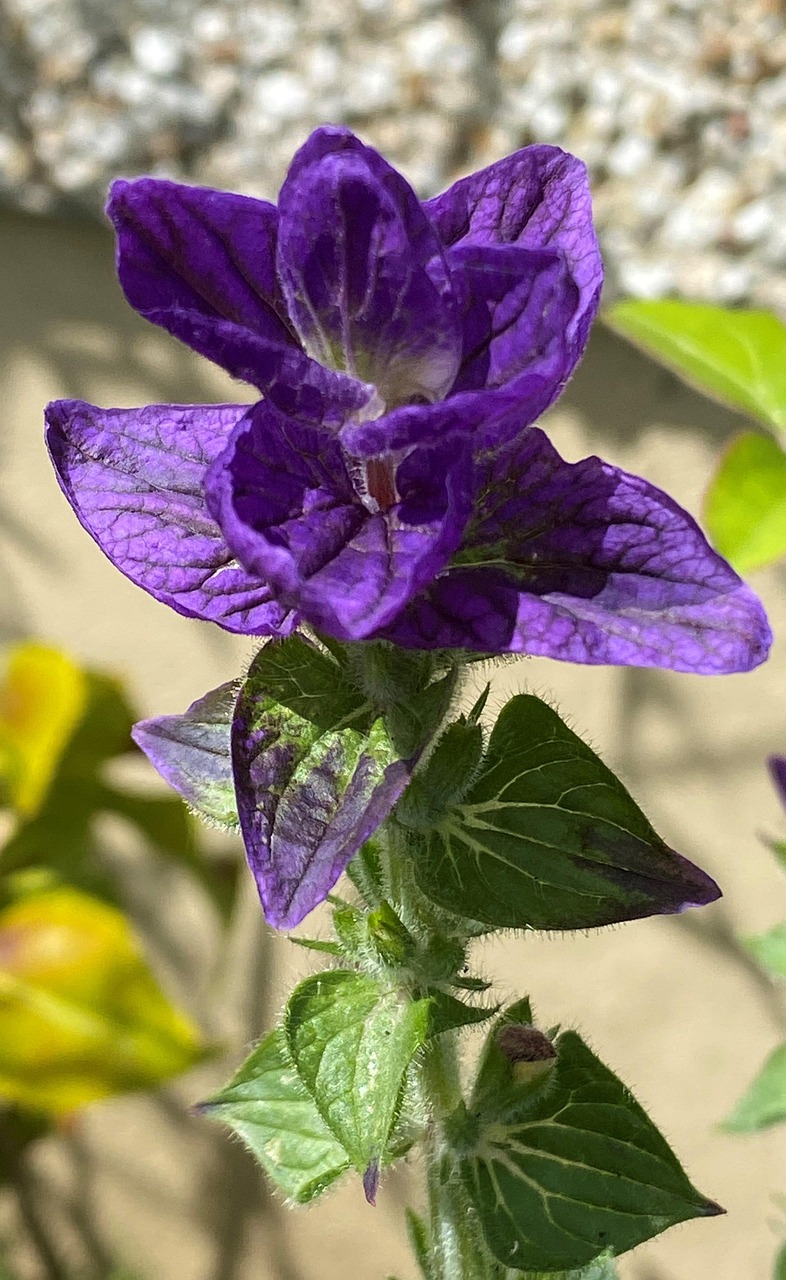 Violetti Vihreä Vakiotyyppi - Ilmainen valokuva Pixabayssa - Pixabay