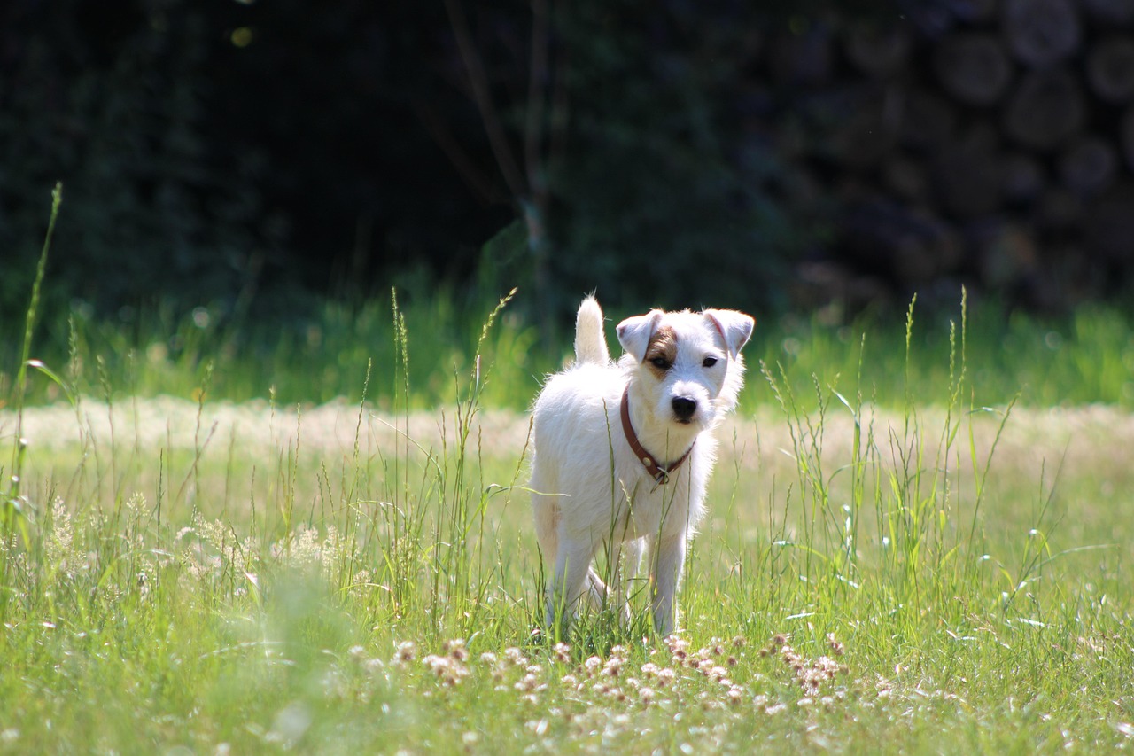 Parson Russell Terrier Dog - Free photo on Pixabay - Pixabay