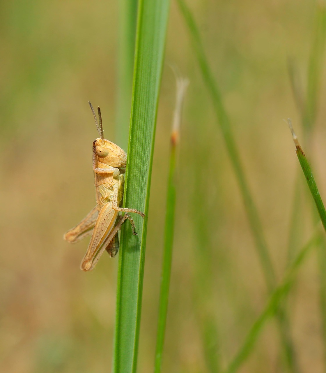 Nature Animaux Insectes - Photo gratuite sur Pixabay - Pixabay