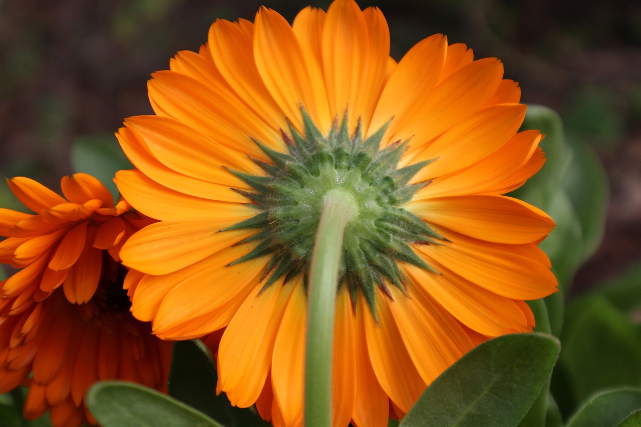 Flores Laranja Verde - Foto gratuita no Pixabay - Pixabay