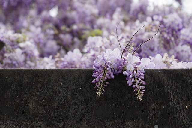 Roxo Planta Plantar Flor - Foto gratuita no Pixabay - Pixabay