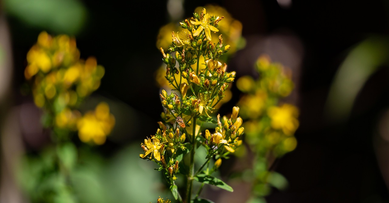 San Juan-El Mosto Flor Hypericum - Foto gratis en Pixabay