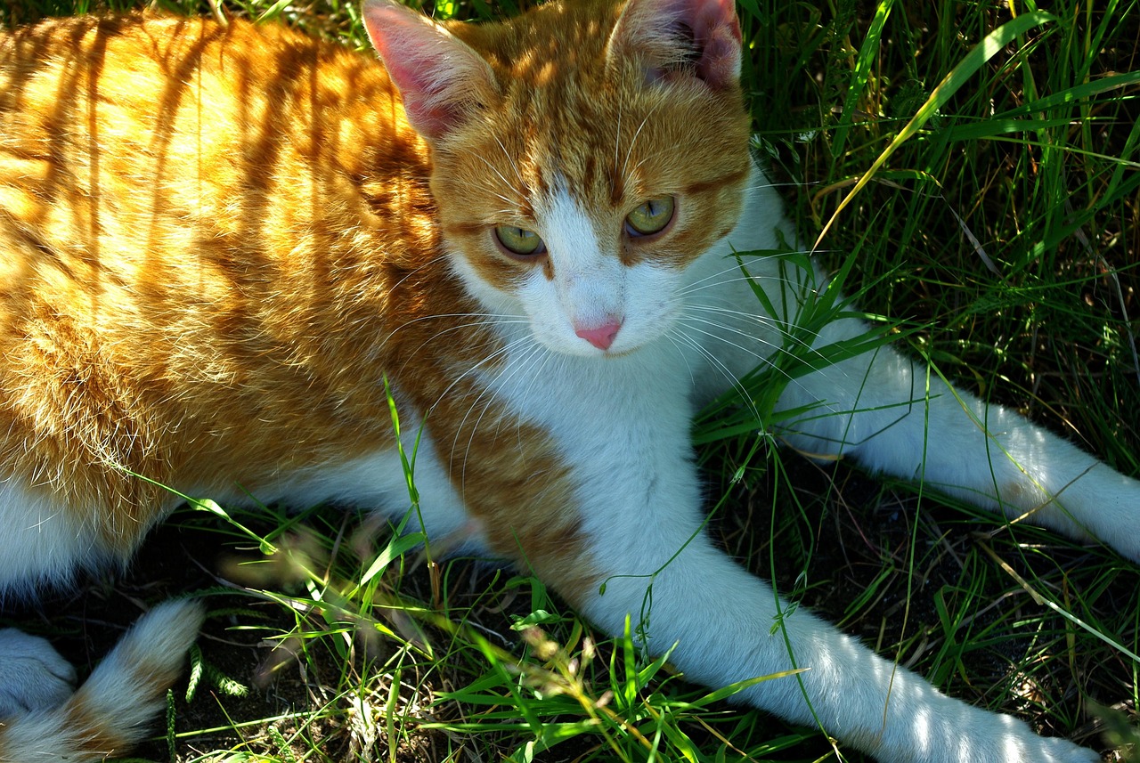 Katze Rote Gras Die - Kostenloses Foto auf Pixabay - Pixabay