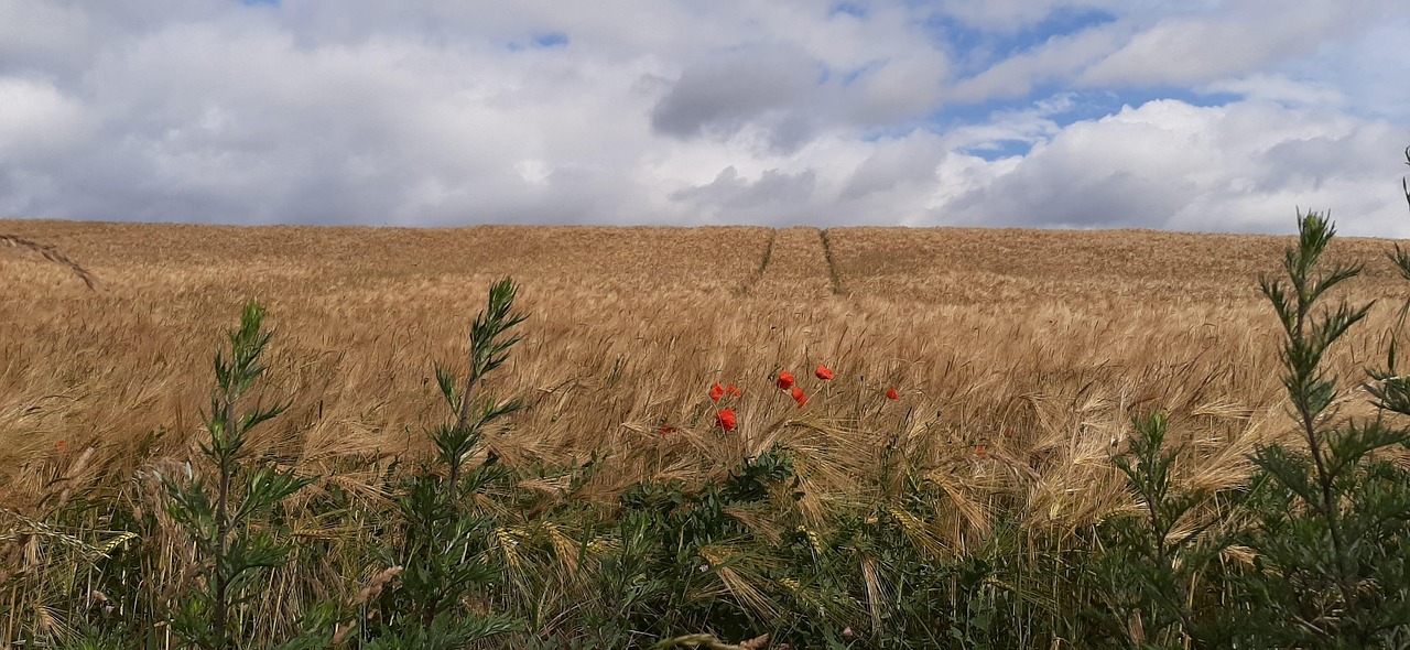 Field Rye - Free photo on Pixabay - Pixabay