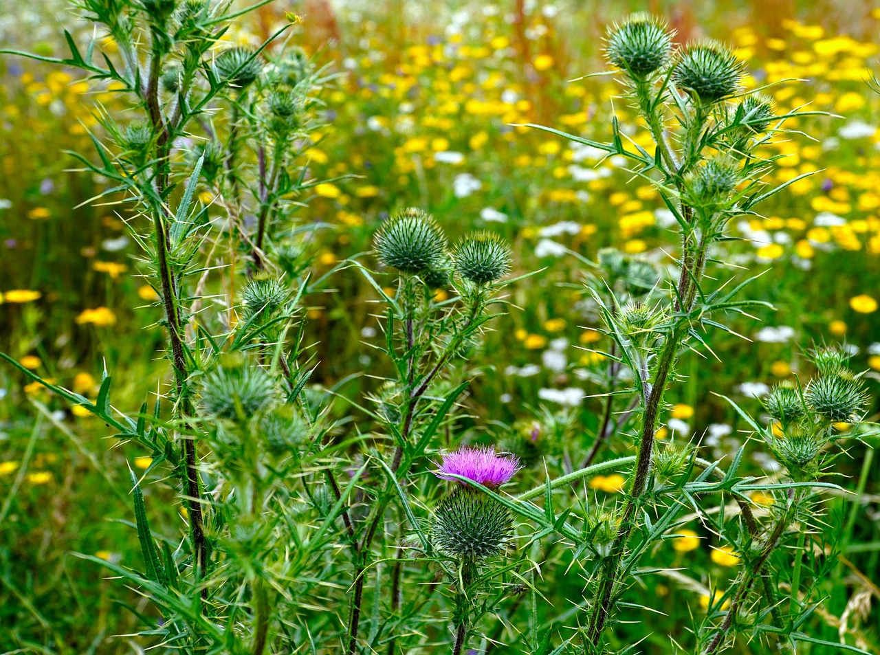 Wildflowers Blossom Bloom - Free photo on Pixabay - Pixabay